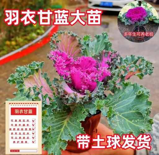 羽衣甘蓝图片大全大图_羽衣甘蓝怎么养护-第1张图片-山城妙识