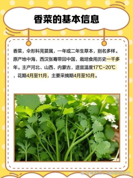 吃香菜有什么好处_香菜的营养价值-第2张图片-山城妙识