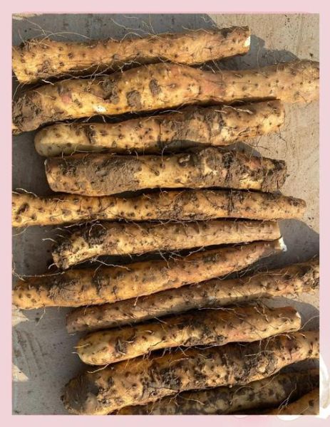 山药蒸多久能熟_蒸山药的正确时间-第1张图片-山城妙识 山药蒸多久能熟_蒸山药的正确时间-第1张图片-山城妙识