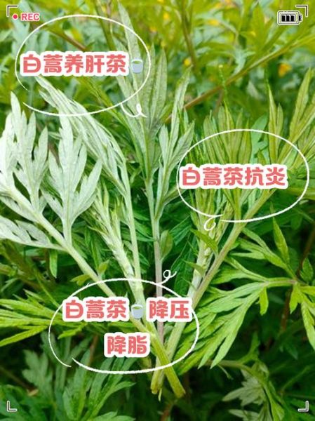 白蒿泡水能长期喝吗_天天喝有什么副作用-第1张图片-山城妙识 白蒿泡水能长期喝吗_天天喝有什么副作用-第1张图片-山城妙识