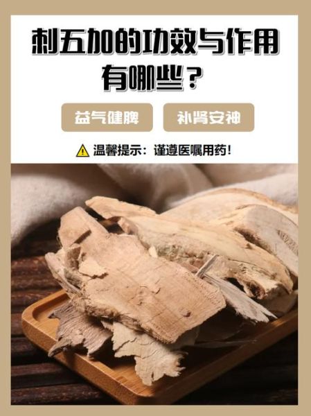 刺五加的功效与作用_刺五加适合什么人吃-第2张图片-山城妙识 刺五加的功效与作用_刺五加适合什么人吃-第2张图片-山城妙识