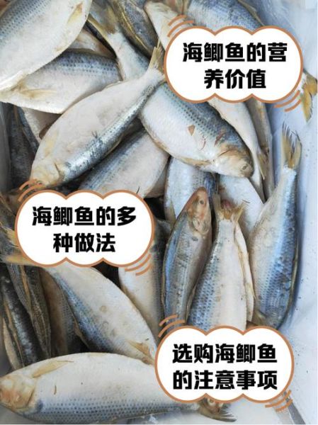 海鲫鱼和鲫鱼有什么区别_海鲫鱼是鲫鱼吗-第1张图片-山城妙识