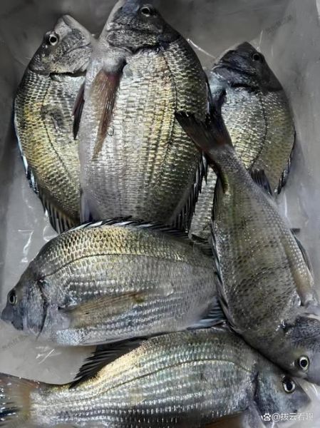海鲫鱼和鲫鱼有什么区别_海鲫鱼是鲫鱼吗-第2张图片-山城妙识