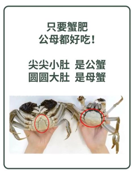 大闸蟹怎么挑选_实拍图怎么看真假-第1张图片-山城妙识