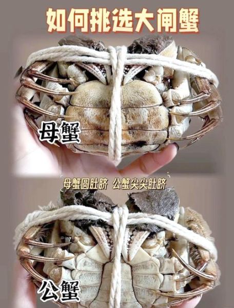 大闸蟹怎么挑选_实拍图怎么看真假-第2张图片-山城妙识