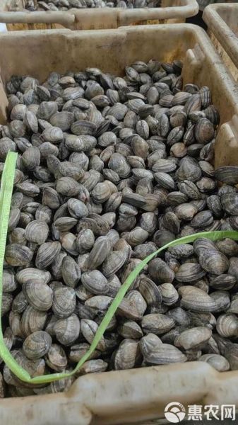 蛤蜊是花甲吗_花甲和蛤蜊的区别-第3张图片-山城妙识