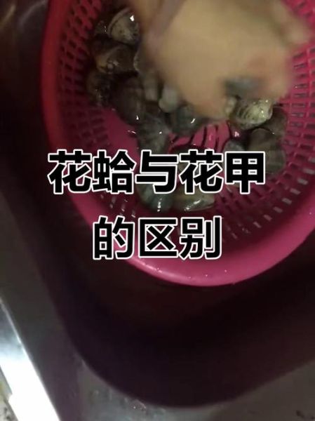 蛤蜊是花甲吗_花甲和蛤蜊的区别-第2张图片-山城妙识