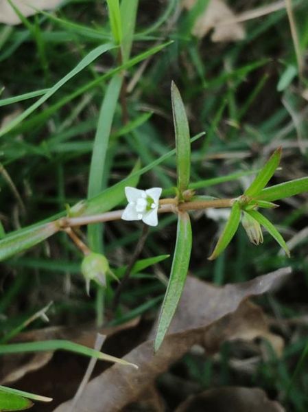 白花蛇舌草半枝莲喝5年_长期饮用安全吗-第3张图片-山城妙识