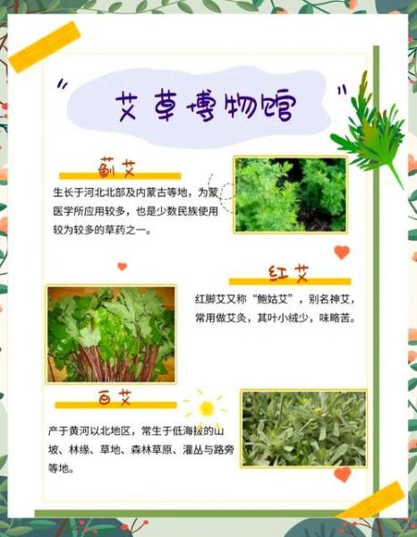 艾草有多少种_艾草品种大全-第1张图片-山城妙识 艾草有多少种_艾草品种大全-第1张图片-山城妙识