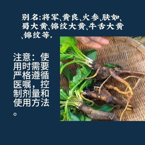 羊蹄根的功效与作用_羊蹄根能治哪些皮肤病-第2张图片-山城妙识
