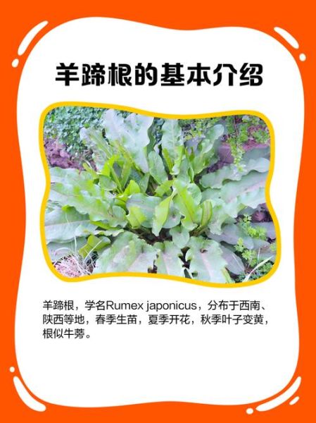 羊蹄根的功效与作用_羊蹄根能治哪些皮肤病-第1张图片-山城妙识