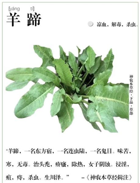 羊蹄根的功效与作用_羊蹄根能治哪些皮肤病-第3张图片-山城妙识