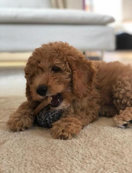 磨牙棒狗狗哪个牌子好_怎么选-第2张图片-山城妙识