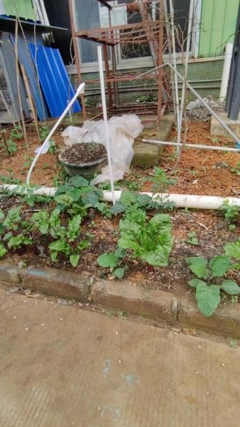 菜畦是什么意思_菜畦和菜地有什么区别-第3张图片-山城妙识