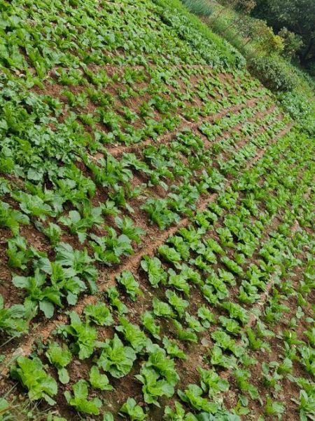 菜畦是什么意思_菜畦和菜地有什么区别-第2张图片-山城妙识