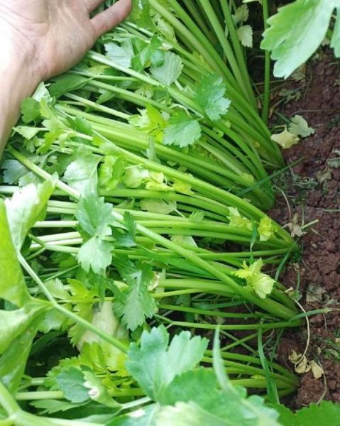 芹菜图片高清_芹菜高清图怎么拍-第1张图片-山城妙识