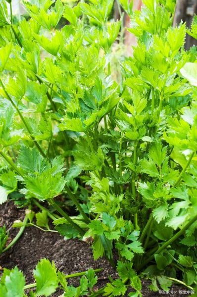 芹菜图片高清_芹菜高清图怎么拍-第2张图片-山城妙识