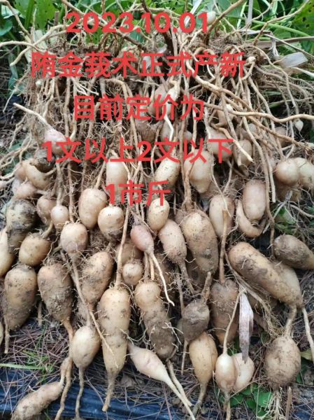 莪术怎么读_莪术的功效与作用-第2张图片-山城妙识