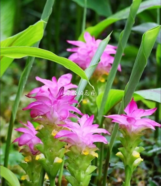 莪术怎么读_莪术的功效与作用-第3张图片-山城妙识