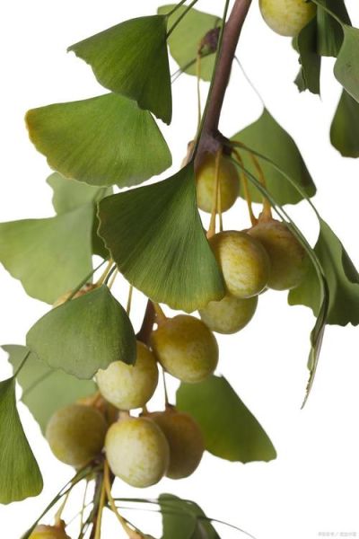 白果长什么样_白果是什么植物的果实-第2张图片-山城妙识