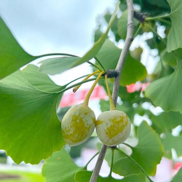 白果长什么样_白果是什么植物的果实-第3张图片-山城妙识