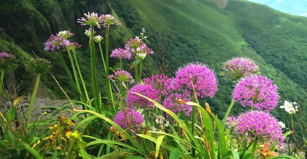 野韭菜花图片长什么样_野韭菜花有什么功效-第3张图片-山城妙识