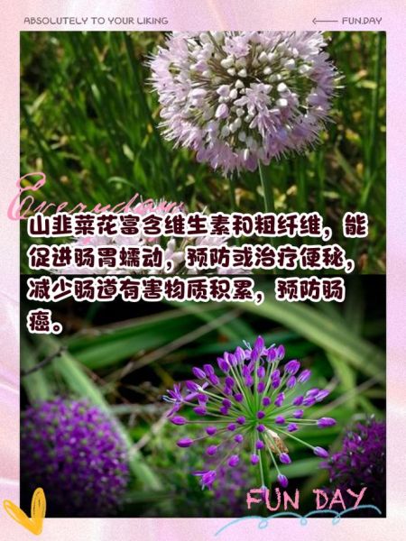 野韭菜花图片长什么样_野韭菜花有什么功效-第1张图片-山城妙识