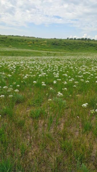 野韭菜花图片长什么样_野韭菜花有什么功效-第2张图片-山城妙识