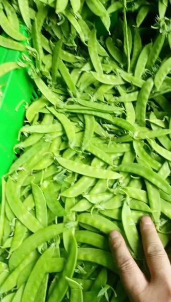 荷兰豆是哪个国家的_荷兰豆原产地是荷兰吗-第3张图片-山城妙识