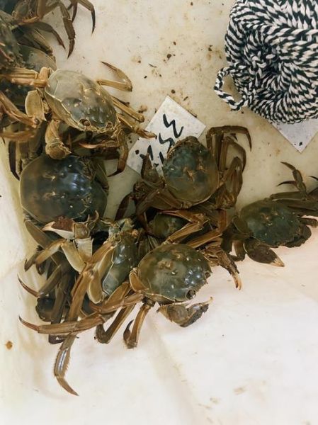 直接用自来水养螃蟹会死吗_自来水养螃蟹正确方法-第3张图片-山城妙识