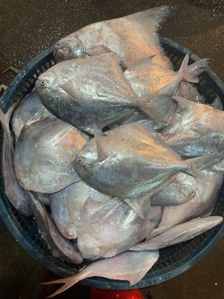 鲳鱼价格多少钱一斤_鲳鱼最新行情-第3张图片-山城妙识