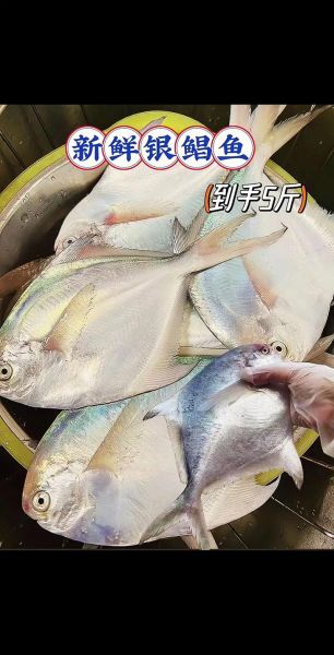鲳鱼价格多少钱一斤_鲳鱼最新行情-第2张图片-山城妙识