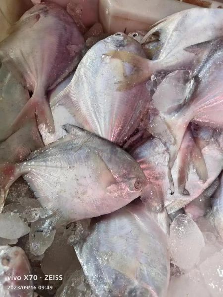 鲳鱼价格多少钱一斤_鲳鱼最新行情-第1张图片-山城妙识
