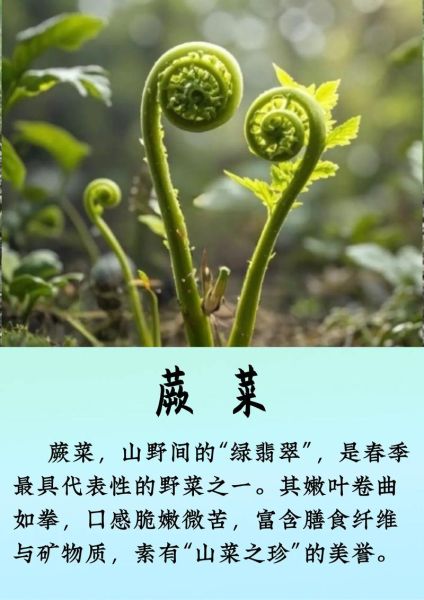野生蕨菜有几种_常见品种及区别-第2张图片-山城妙识