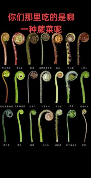 野生蕨菜有几种_常见品种及区别-第1张图片-山城妙识