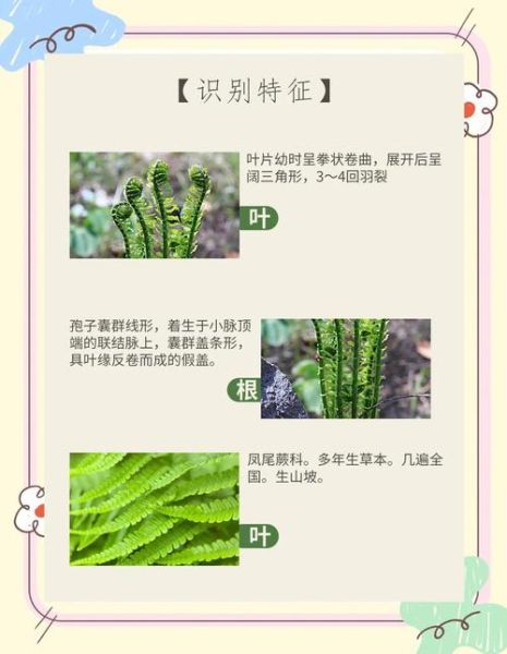 野生蕨菜有几种_常见品种及区别-第3张图片-山城妙识