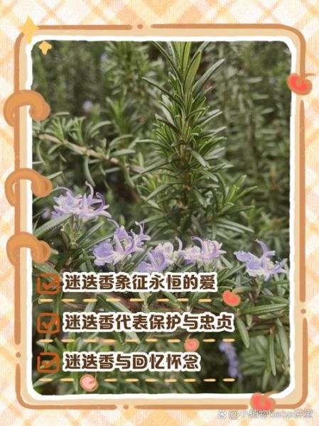 迷迭香花图片大全_迷迭香花语是什么-第1张图片-山城妙识
