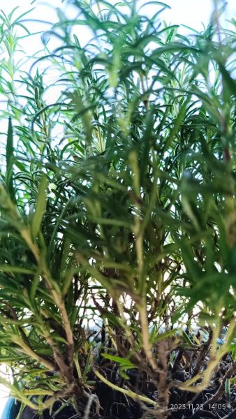 迷迭香花图片大全_迷迭香花语是什么-第2张图片-山城妙识