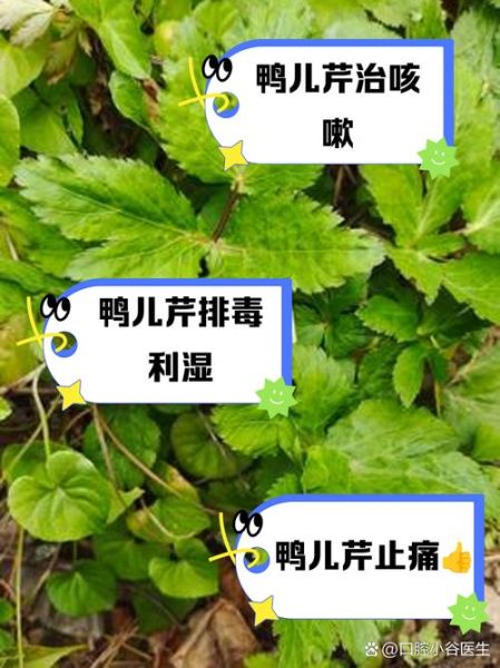 鸭儿芹的功效与作用_鸭儿芹怎么吃效果最好-第2张图片-山城妙识