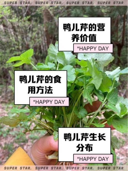 鸭儿芹的功效与作用_鸭儿芹怎么吃效果最好-第1张图片-山城妙识