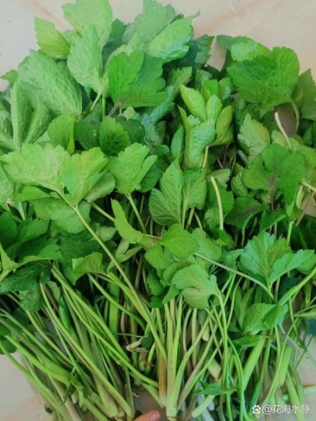 鸭儿芹的功效与作用_鸭儿芹怎么吃效果最好-第3张图片-山城妙识