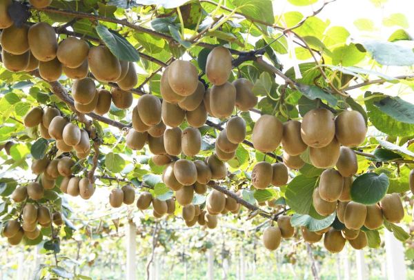 猕猴桃树长什么样_猕猴桃树图片-第1张图片-山城妙识