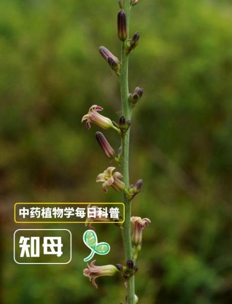 野生知母图片_如何辨别真假-第1张图片-山城妙识 野生知母图片_如何辨别真假-第1张图片-山城妙识