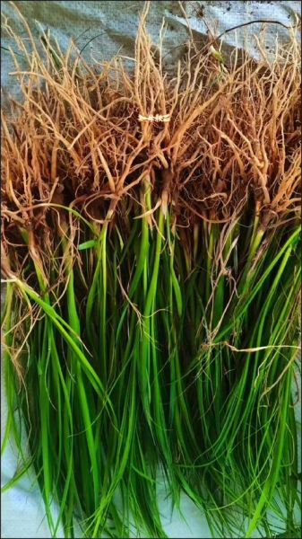 野生知母图片_如何辨别真假-第2张图片-山城妙识 野生知母图片_如何辨别真假-第2张图片-山城妙识