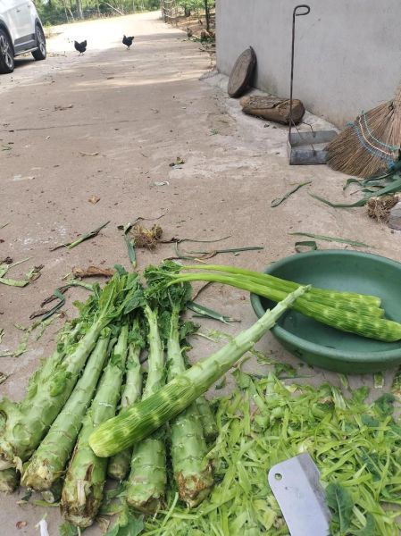 莴笋干怎么晒_莴笋干制作方法-第3张图片-山城妙识