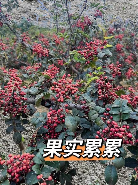 花椒树苗多少钱一棵_花椒树苗价格影响因素-第2张图片-山城妙识