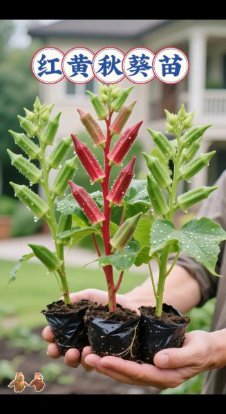 秋葵怎样种植_秋葵什么时候播种-第2张图片-山城妙识 秋葵怎样种植_秋葵什么时候播种-第2张图片-山城妙识