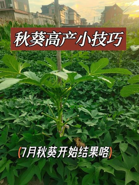 秋葵怎样种植_秋葵什么时候播种-第1张图片-山城妙识 秋葵怎样种植_秋葵什么时候播种-第1张图片-山城妙识