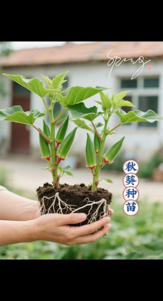 秋葵怎样种植_秋葵什么时候播种-第3张图片-山城妙识 秋葵怎样种植_秋葵什么时候播种-第3张图片-山城妙识