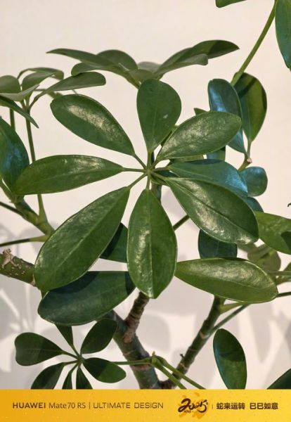 鹅掌木致癌是真的吗_室内养鹅掌木安全吗-第1张图片-山城妙识